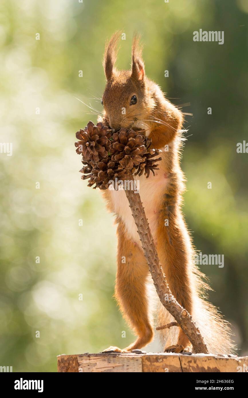 Squirrel Standing Up To Eat High Resolution Stock Photography and ...