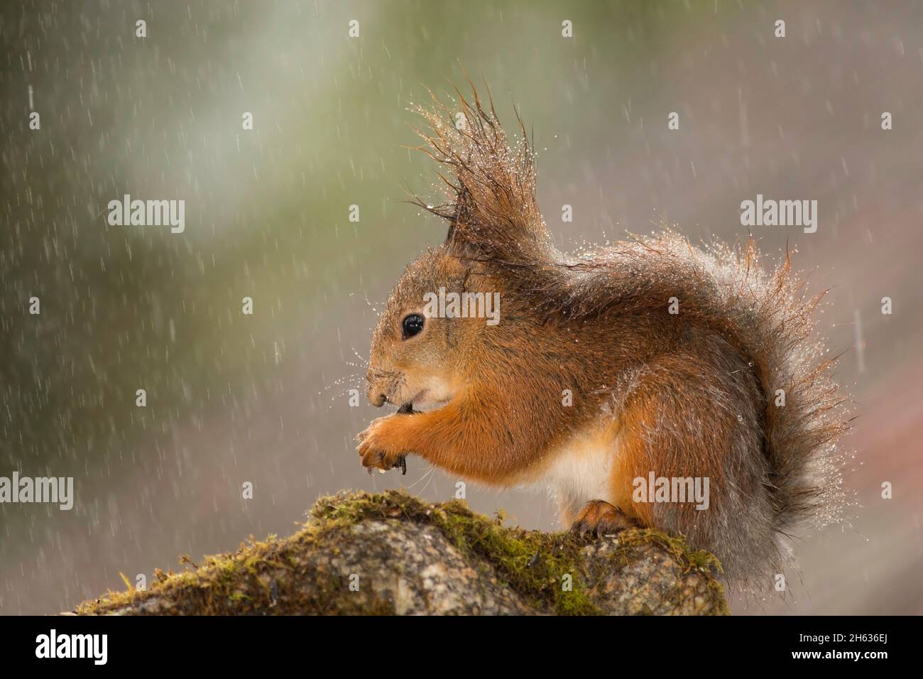 red squirrel standing in the rain with the tail covert Stock Photo - Alamy