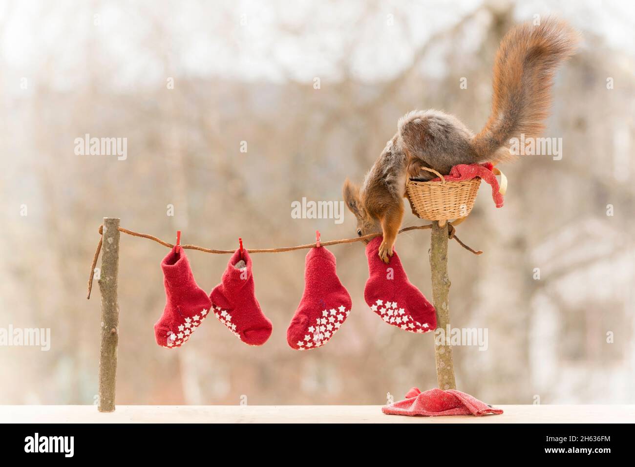red squirrel standing on a laundry line with stockings Stock Photo - Alamy