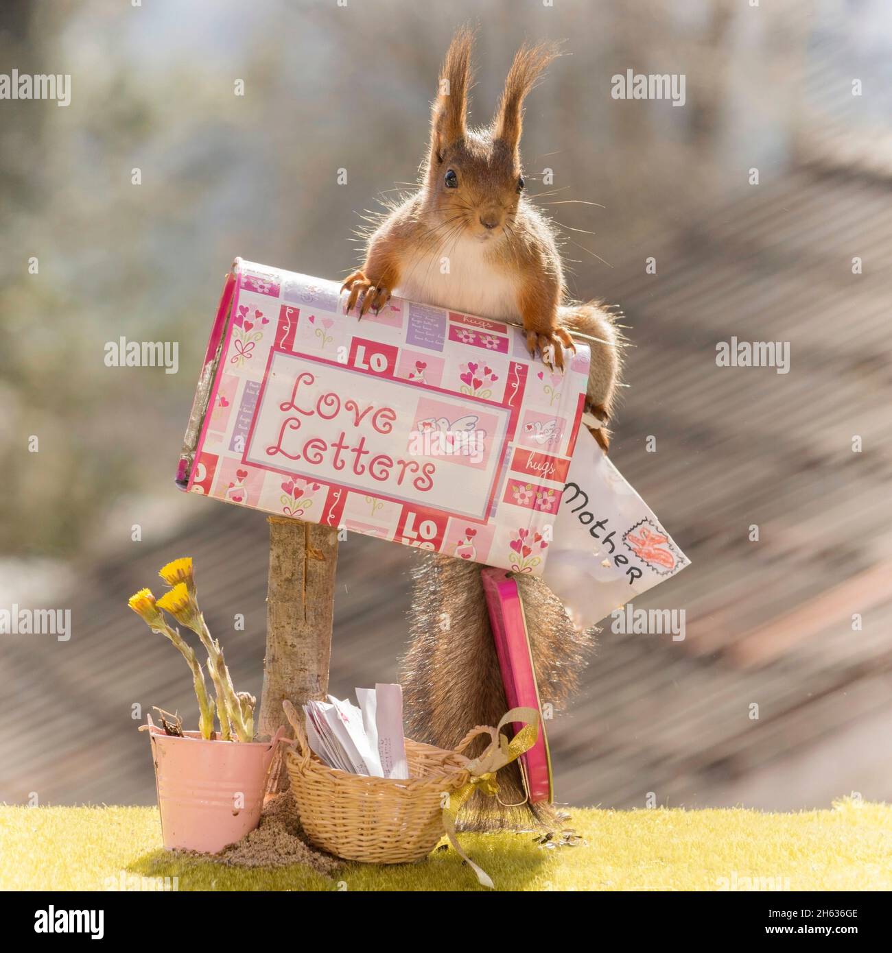 Red squirrel standing an postbox within letter with words mother hi-res ...