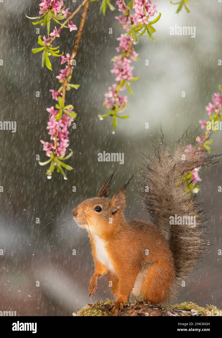 Wet red squirrel is standing in the rain hi-res stock photography and ...