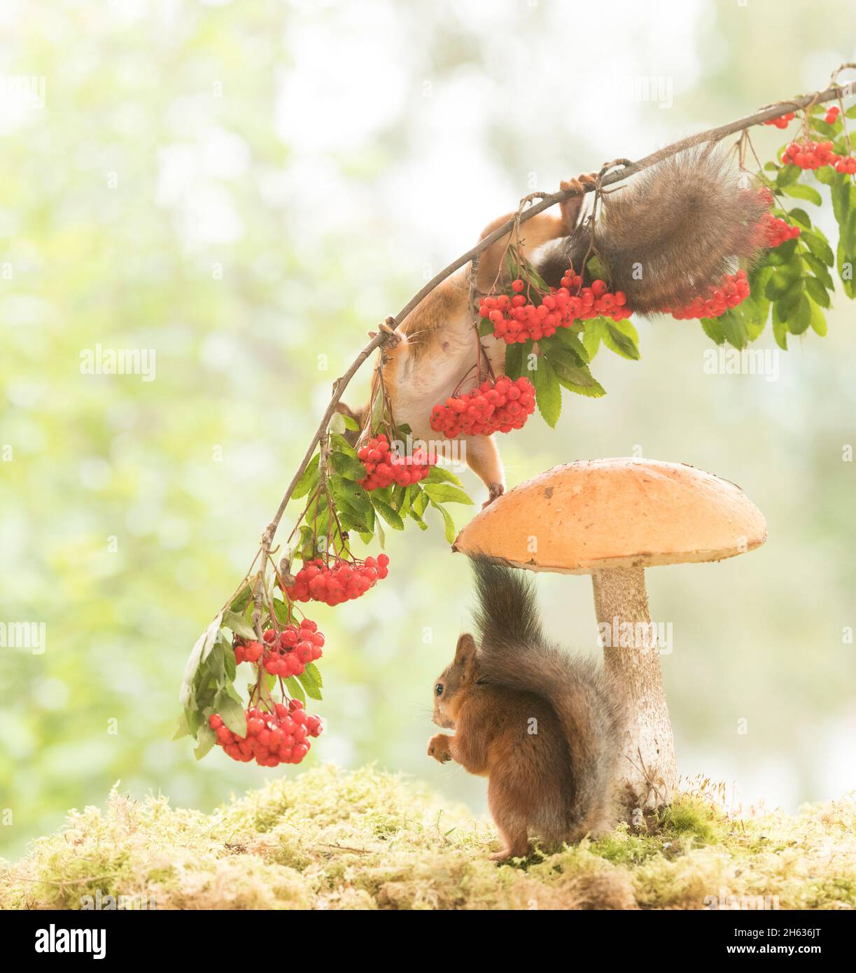 Red Squirrels With A Mushroom High Resolution Stock Photography and ...