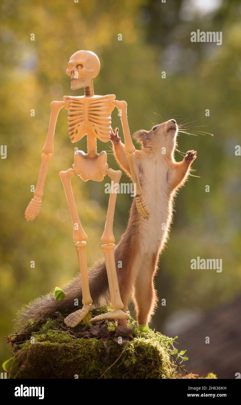 Red squirrel skeleton hi-res stock photography and images - Alamy