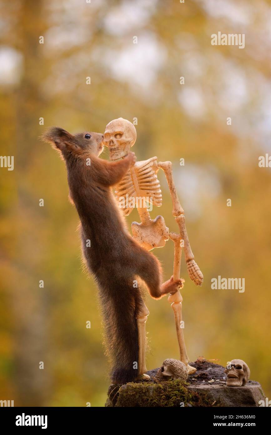 Red squirrel is holding on to an skeleton hi-res stock photography and ...