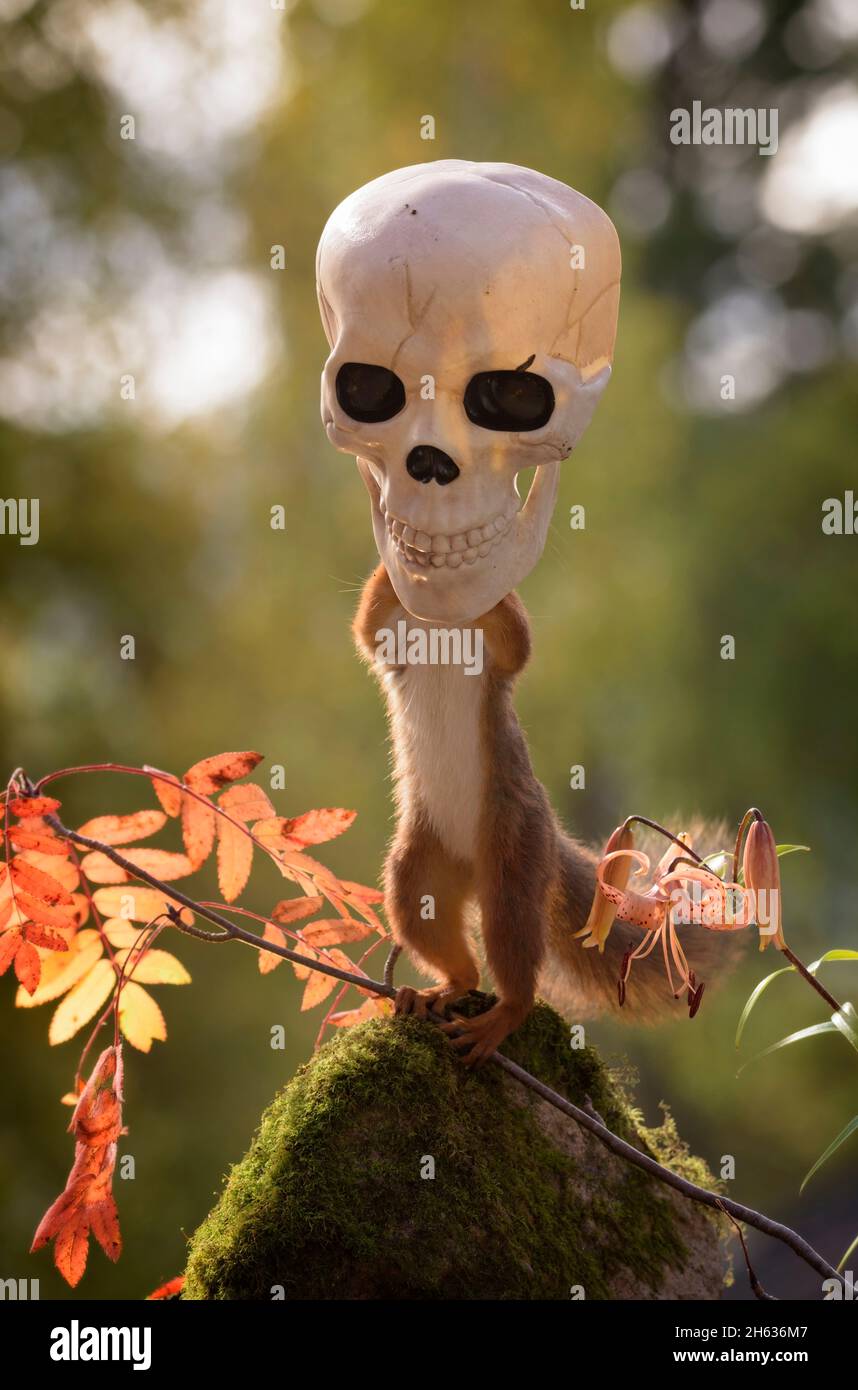 Eastern Fox Squirrel Skull