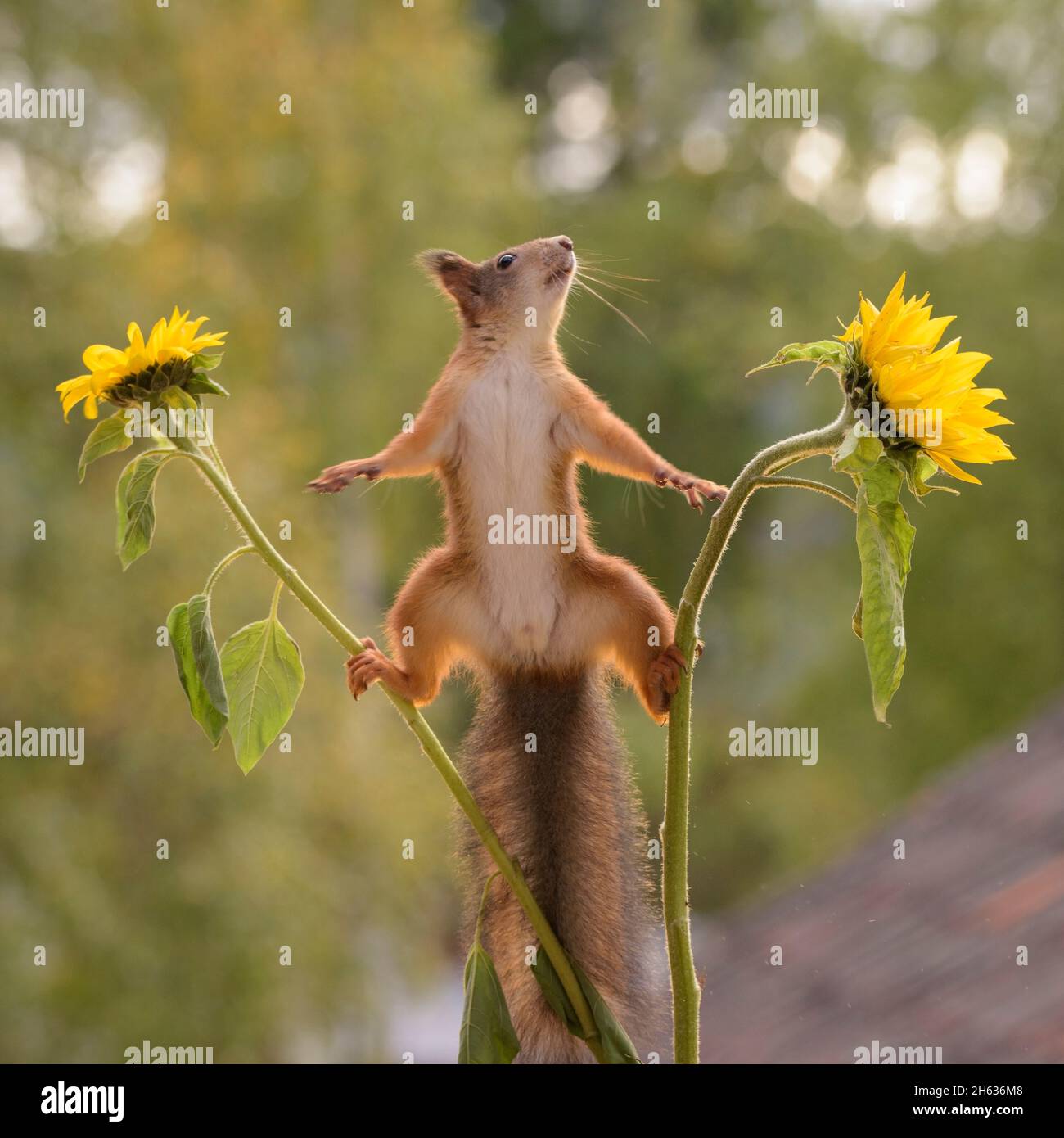 Balancing squirrel hi-res stock photography and images - Alamy