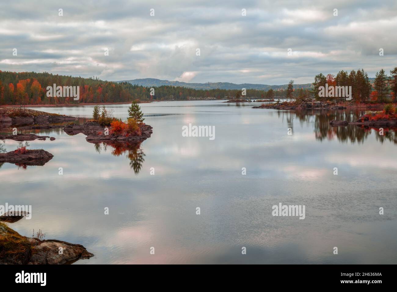 Swedish pine forest hi-res stock photography and images - Alamy