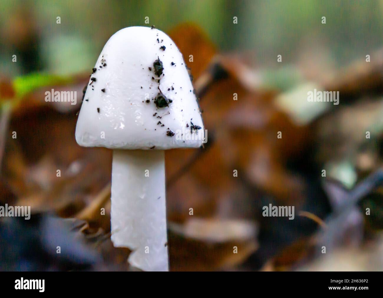 Amanita virosa mushroom hi-res stock photography and images - Alamy