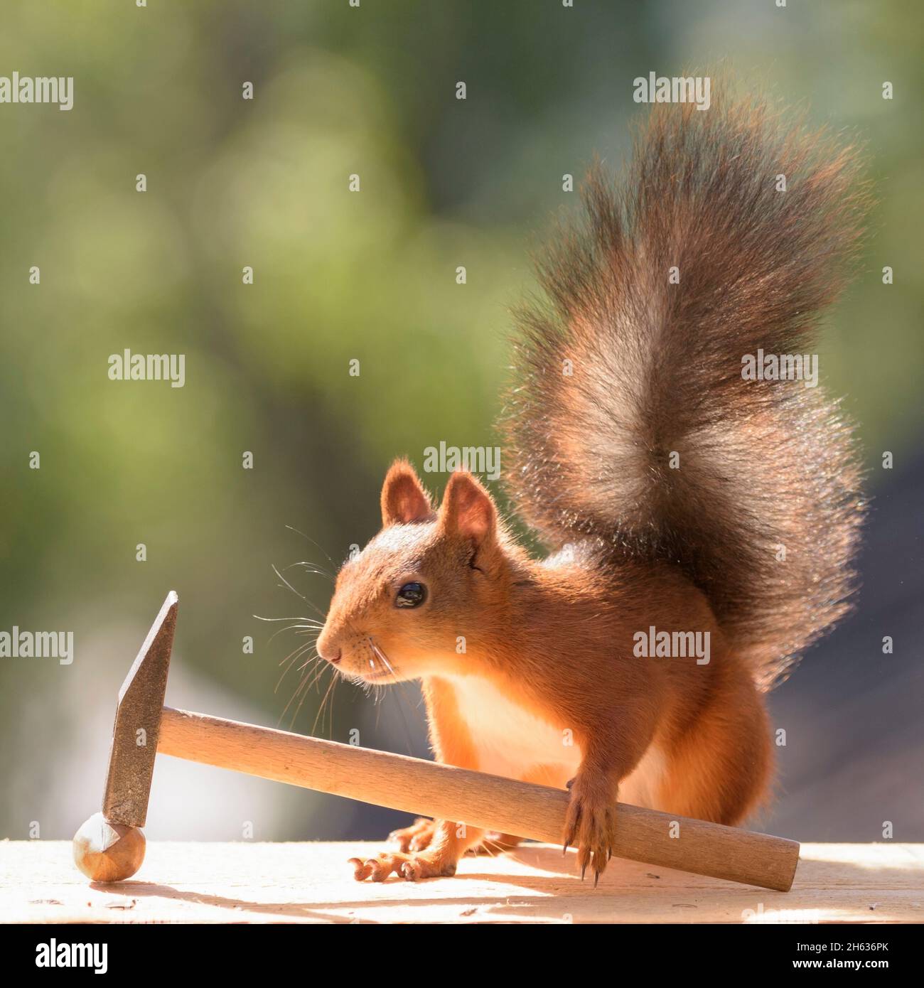 Holds hammer hi-res stock photography and images - Alamy