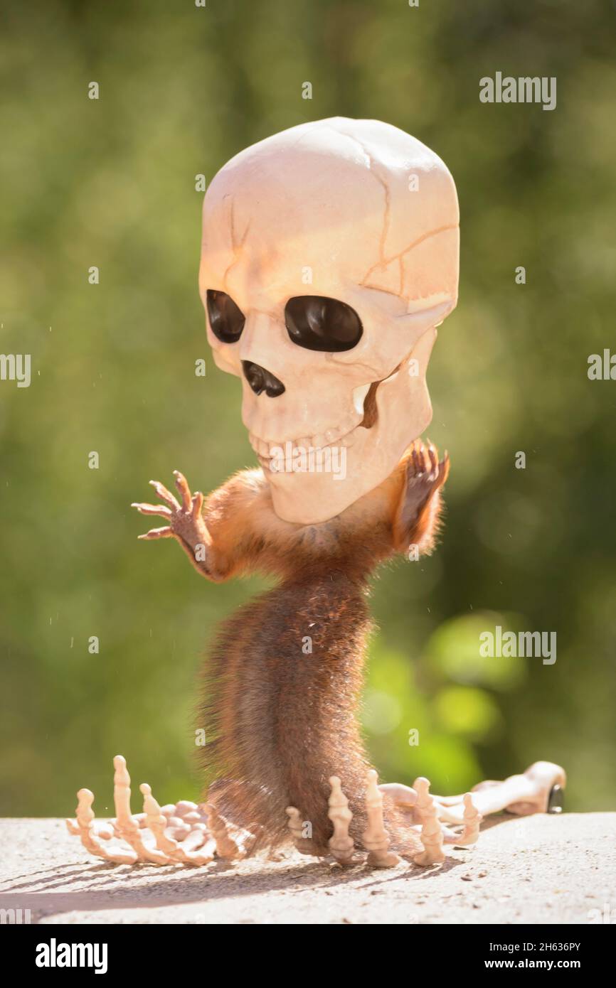 Eastern Fox Squirrel Skull