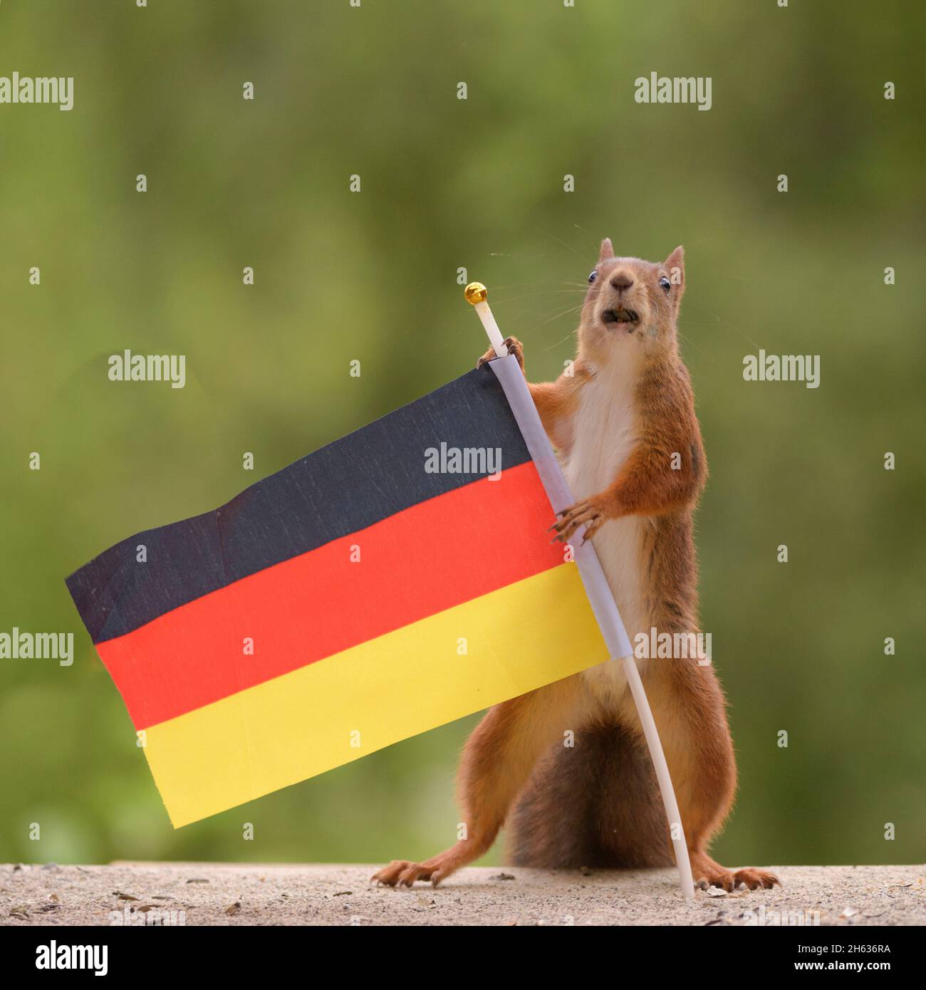 Male squirrel hi-res stock photography and images - Alamy