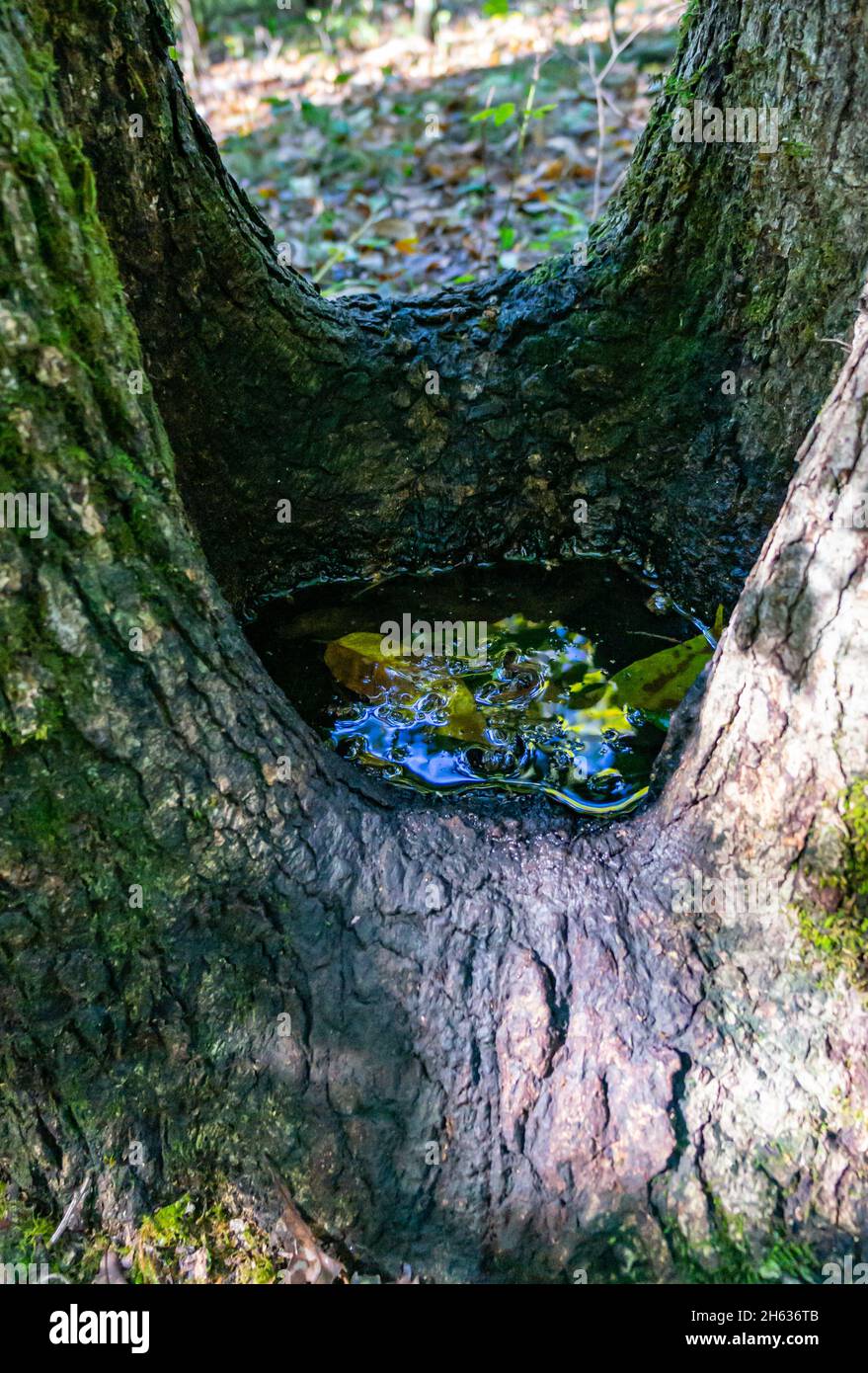 Tree trunk with a hole and water in it Stock Photo - Alamy
