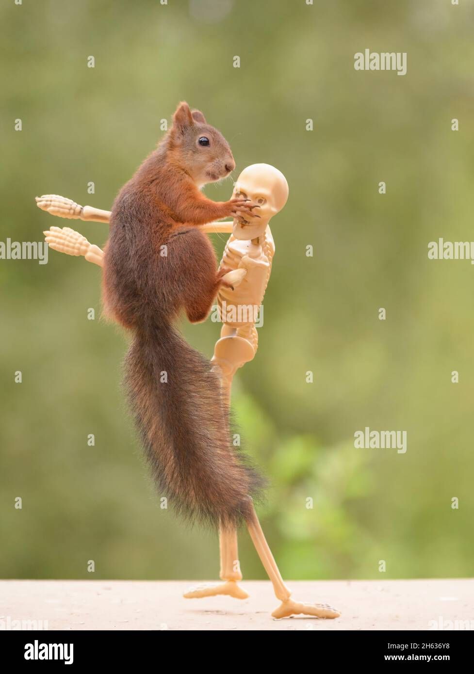 Red squirrel skeleton hi-res stock photography and images - Alamy