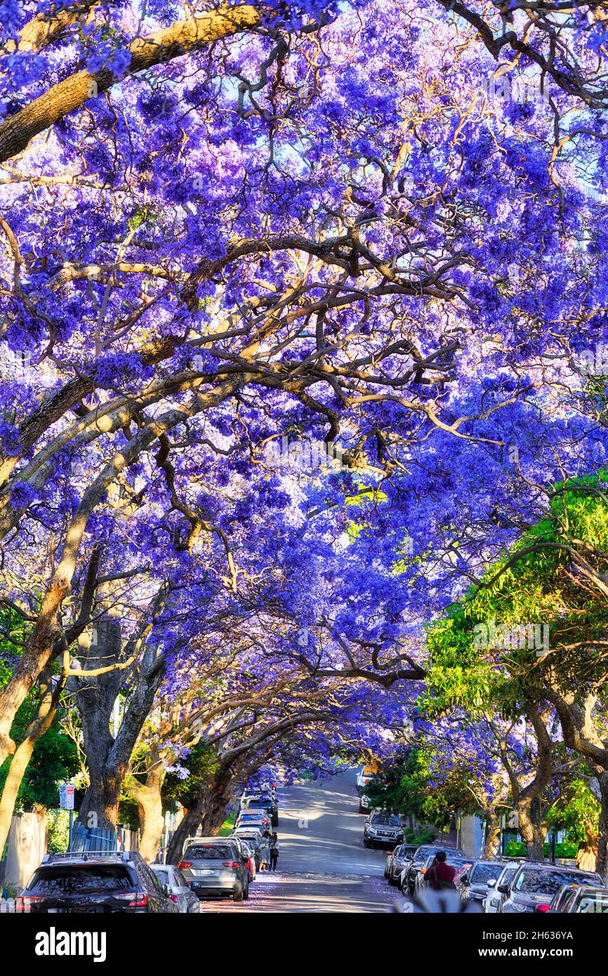 Jacaranda in sydney hi-res stock photography and images - Alamy