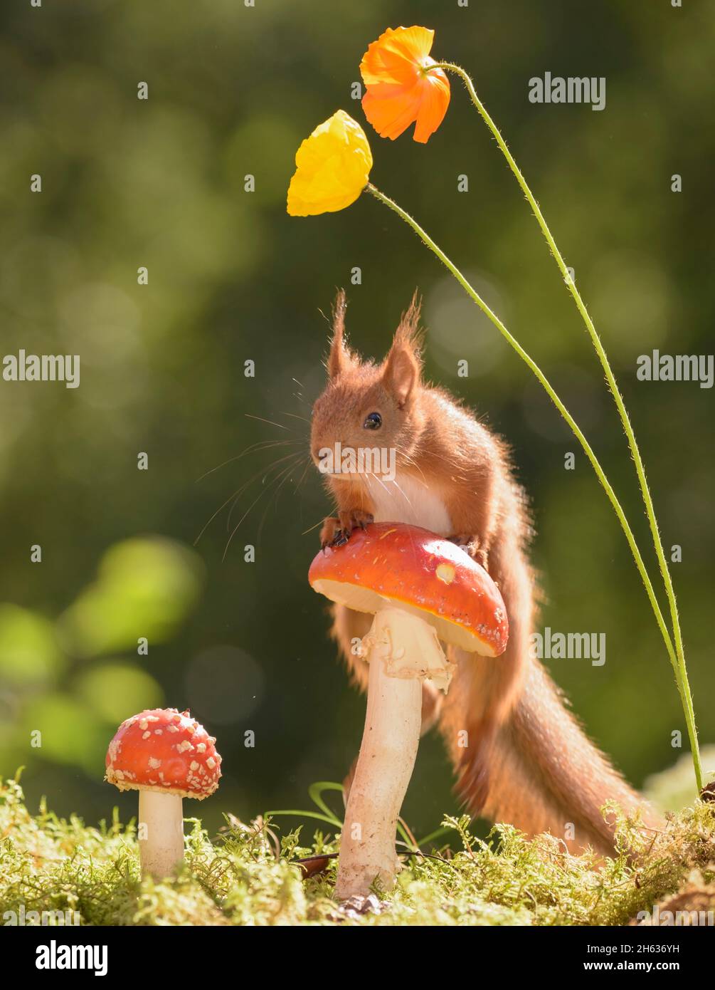 young red squirrel climbs on a mushroom Stock Photo - Alamy