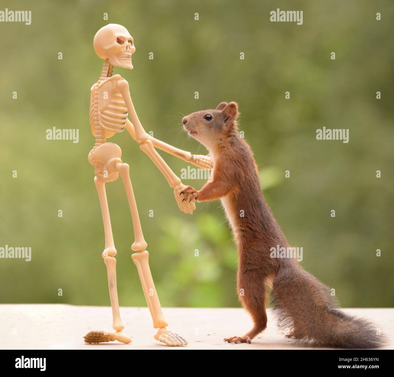 red squirrel is holding hands of a skeleton Stock Photo - Alamy