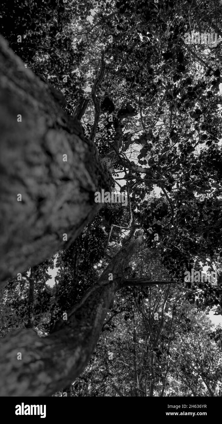 Low angle shot park Black and White Stock Photos & Images - Alamy