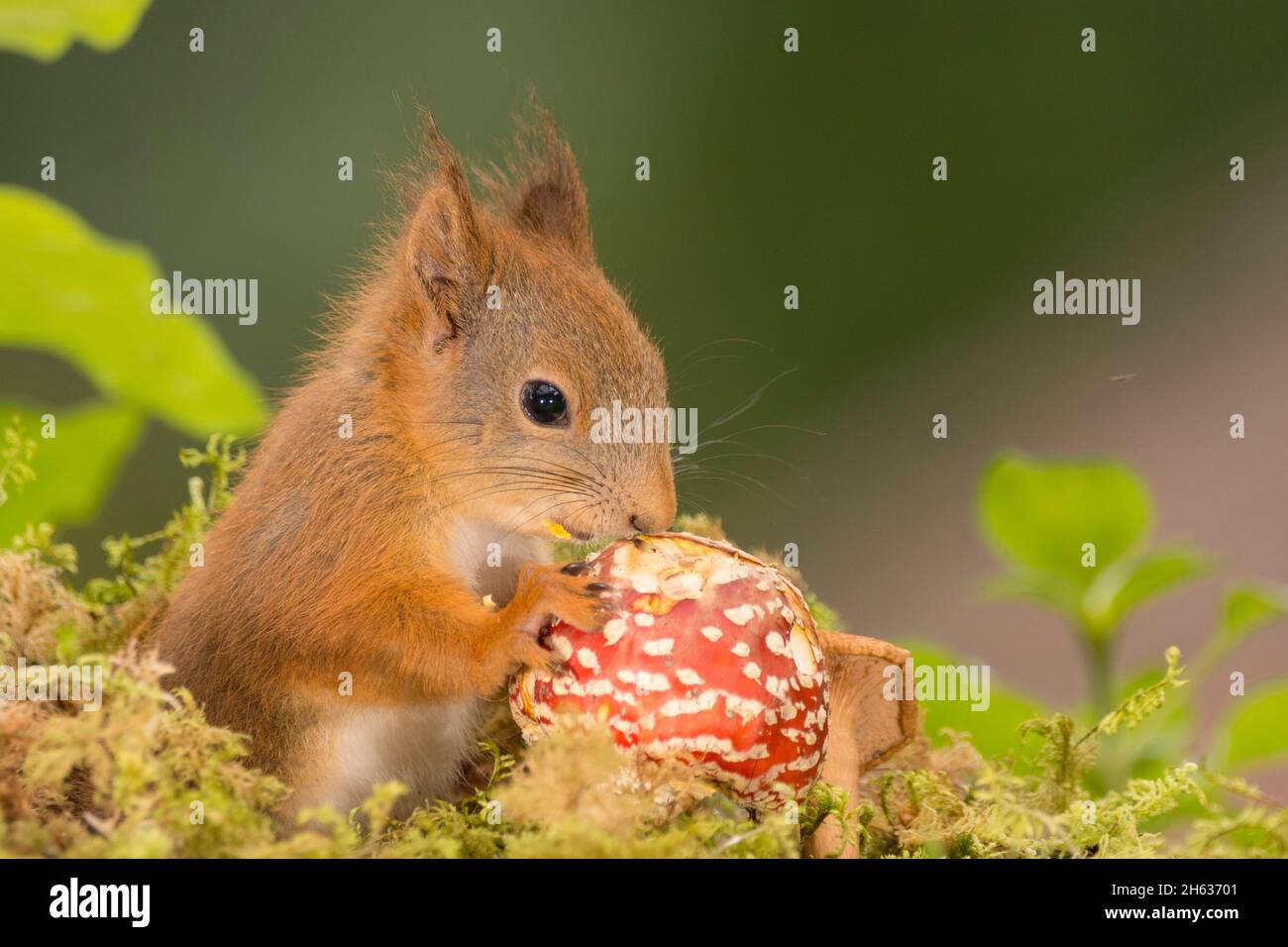 Red squirrel with a mushroom hi-res stock photography and images - Alamy