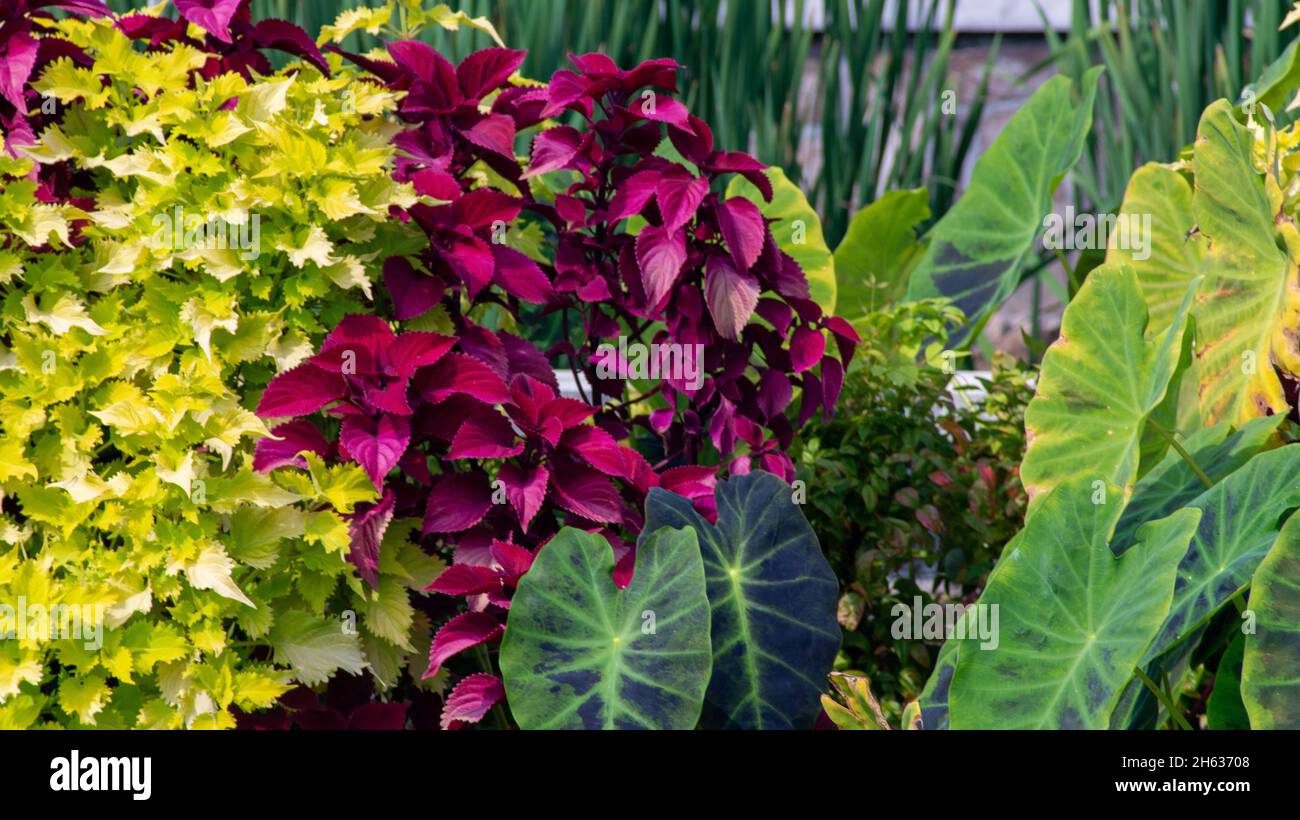 Colorful ivy leaves of Coleus plant Stock Photo - Alamy
