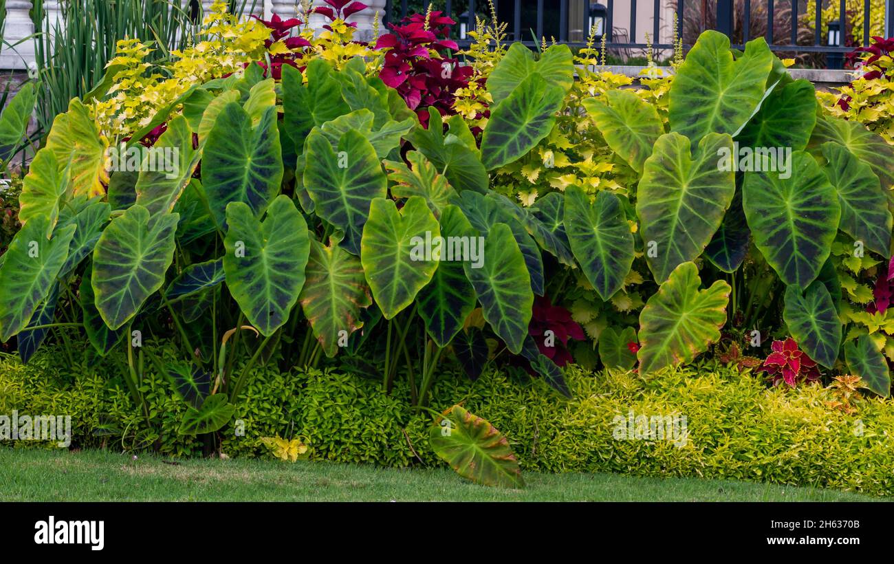 Green leaves of Indian taro plant Stock Photo - Alamy