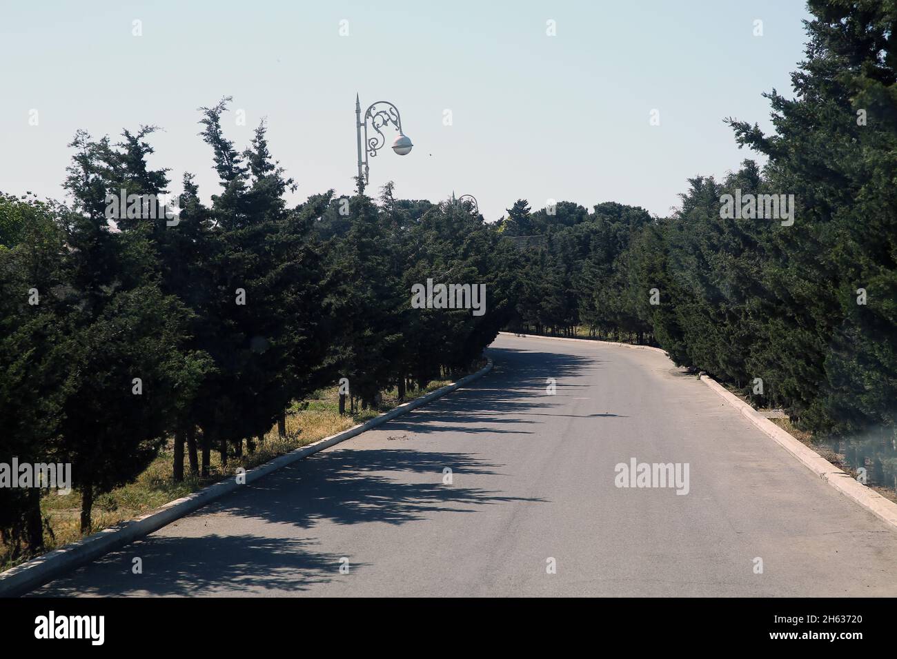 A road with pine trees on both sides . Pine trees on the side of the ...