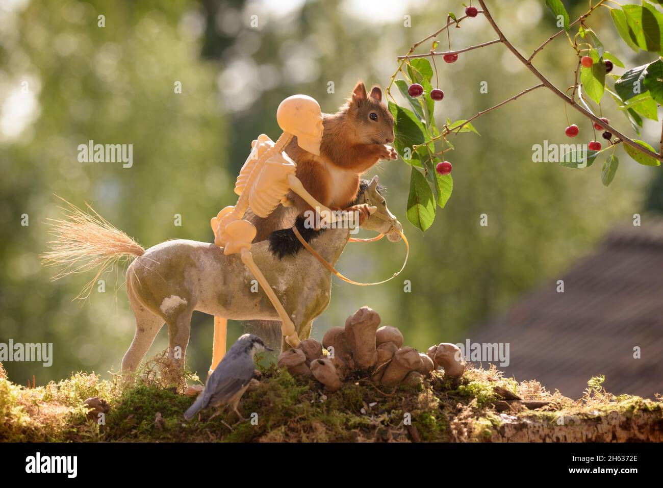 Watching a horse fall hi-res stock photography and images - Alamy