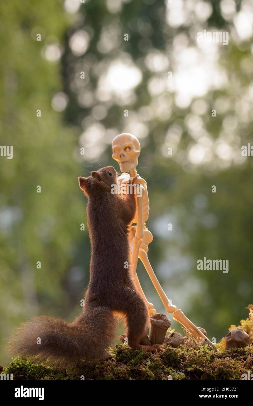 red squirrel is holding a skeleton Stock Photo - Alamy