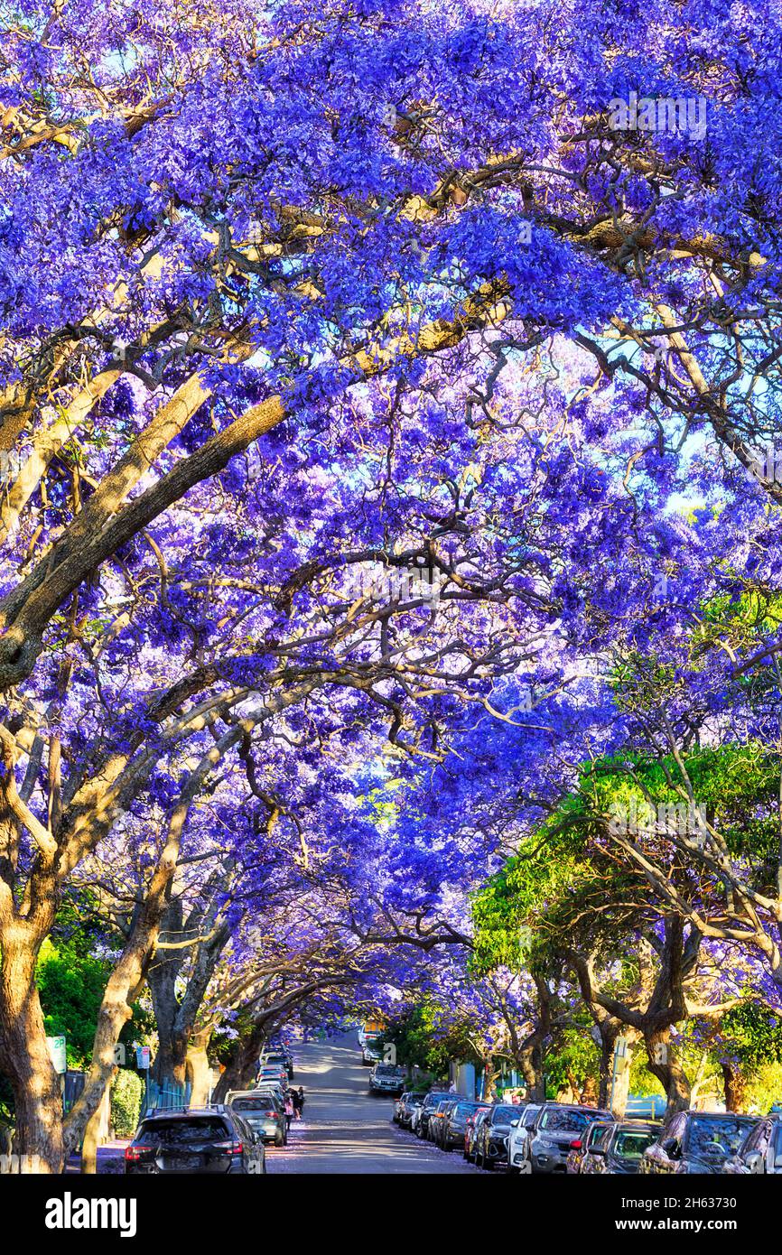 Jacaranda tunnel hi-res stock photography and images - Alamy