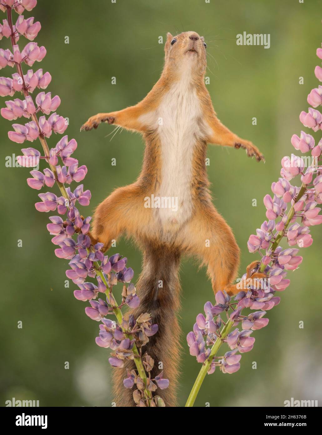 Balancing squirrel hi-res stock photography and images - Alamy