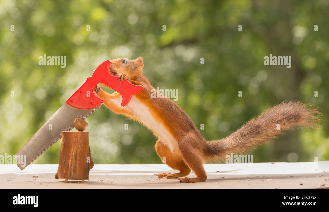 red squirrel standing with a saw and a nut Stock Photo - Alamy