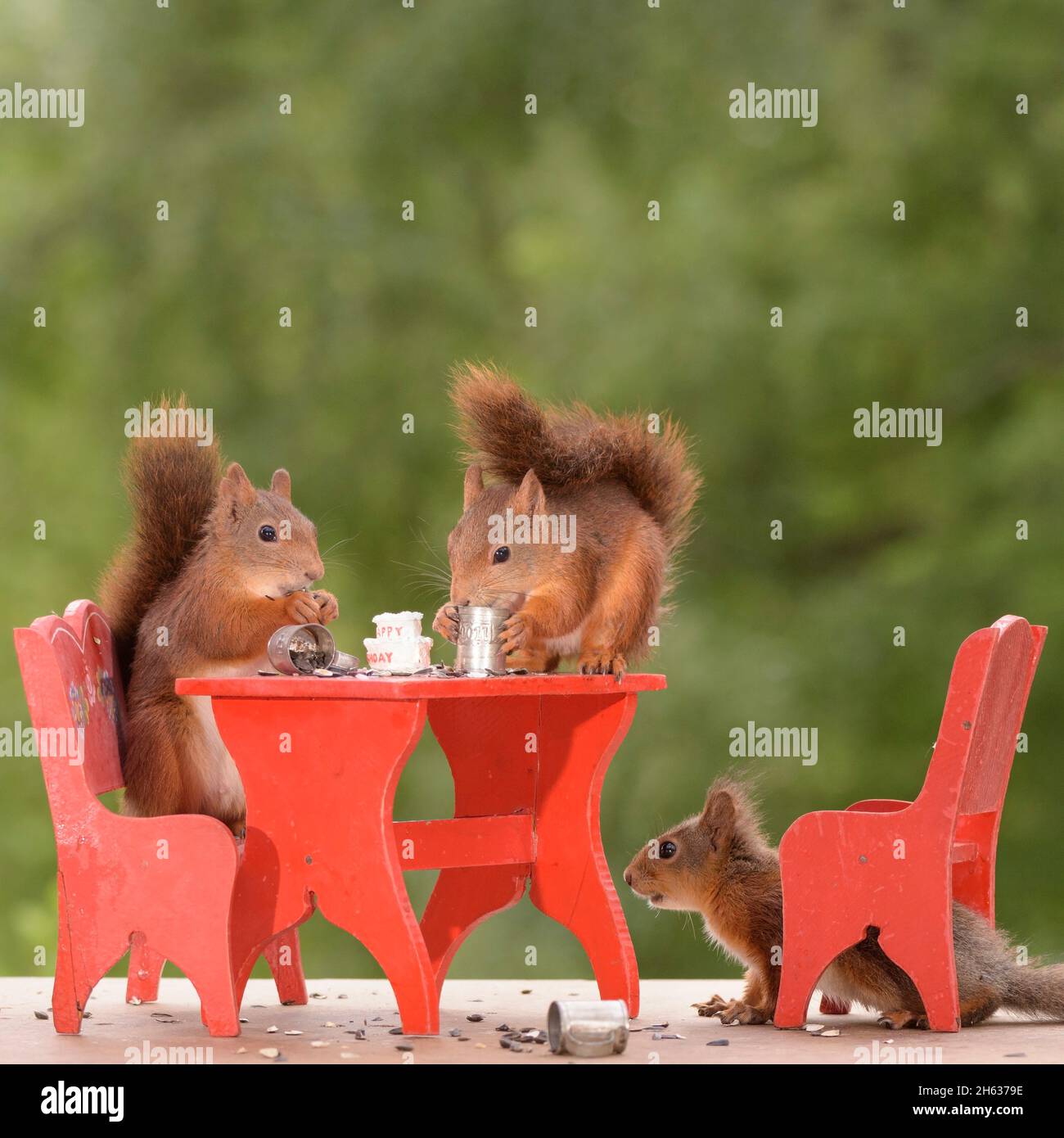 Squirrel picnic table hi-res stock photography and images - Alamy
