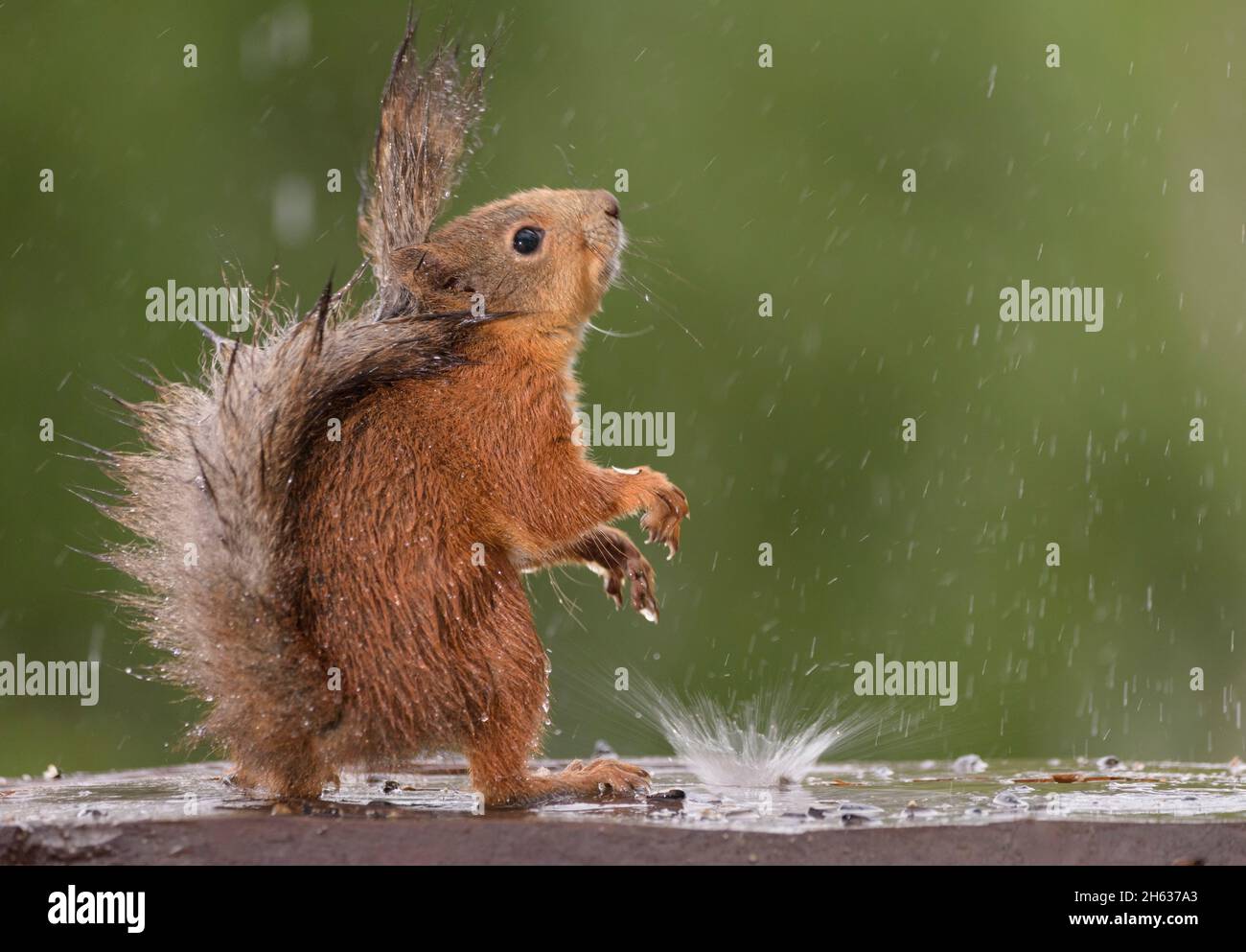 Rain splash hi-res stock photography and images - Alamy