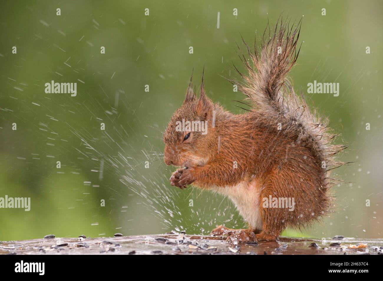 red squirrel during rain with splashes Stock Photo - Alamy
