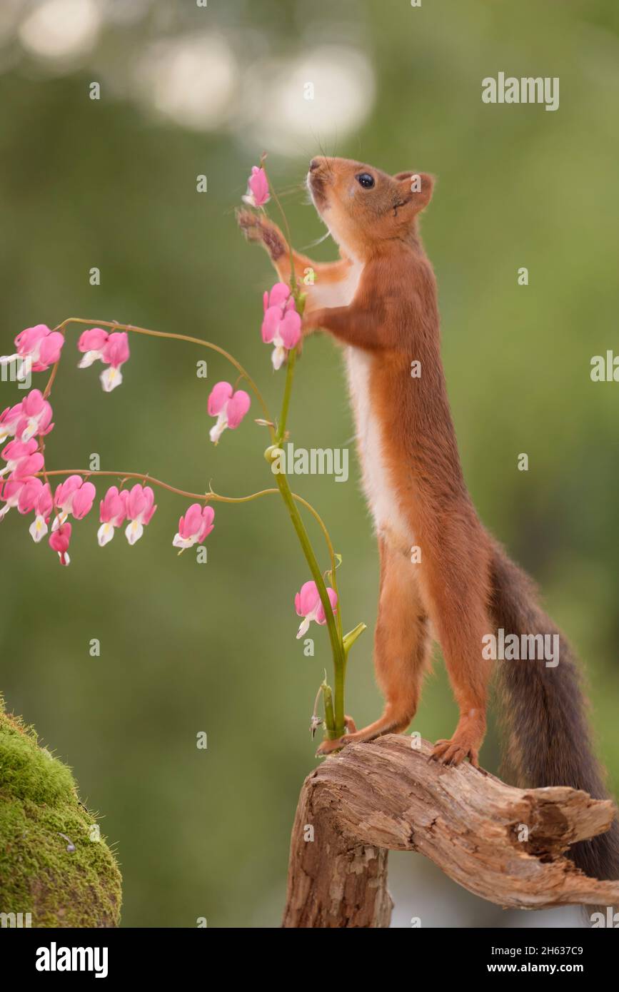Standing red squirrel on moss holding bleeding heart hi-res stock ...