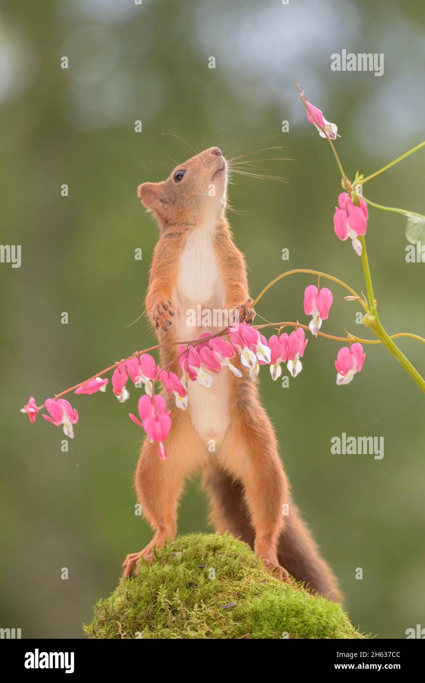 Squirrel holding heart hi-res stock photography and images - Alamy