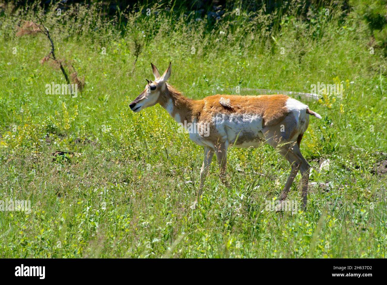 Side profile portrait of the female pronghorn (Antilocapra americana ...