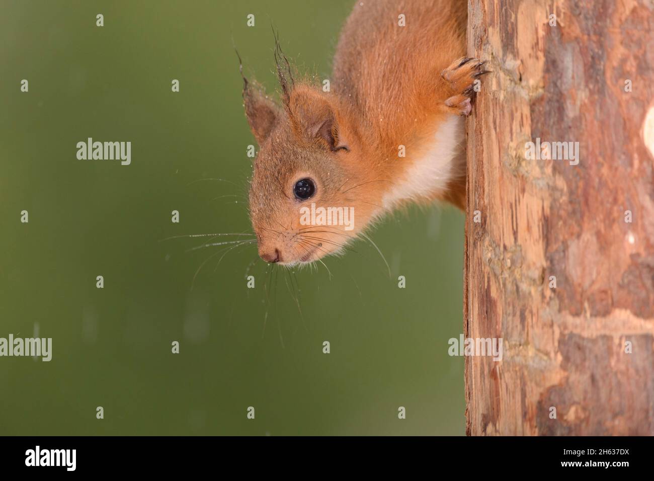 Drop side down hi-res stock photography and images - Alamy