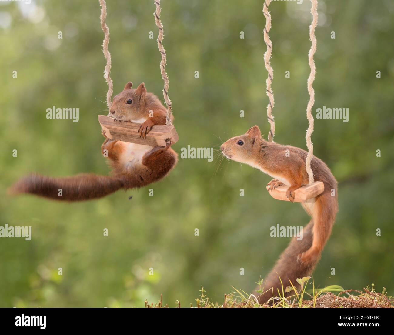 Red squirrels on a swing hi-res stock photography and images - Alamy