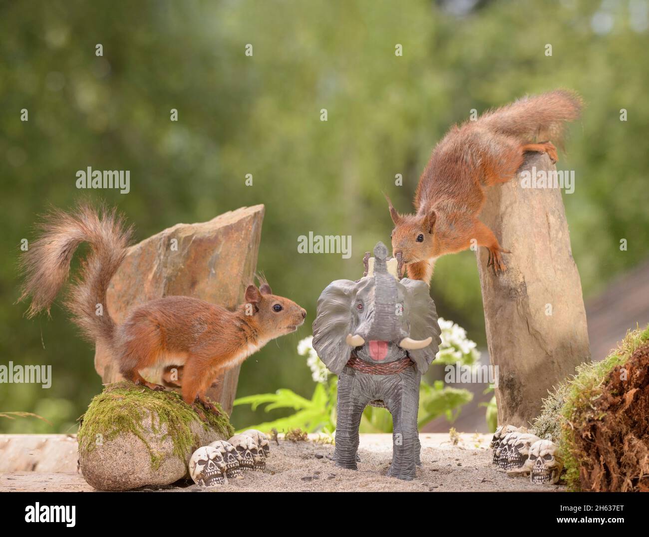 Elephant duo hi-res stock photography and images - Alamy