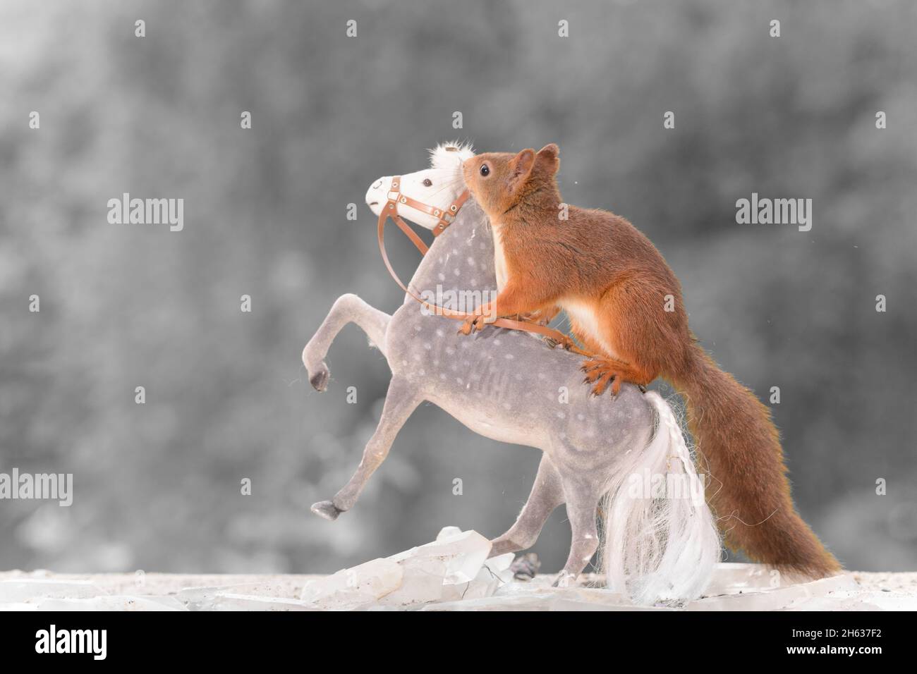 Standing on horse hi-res stock photography and images - Alamy