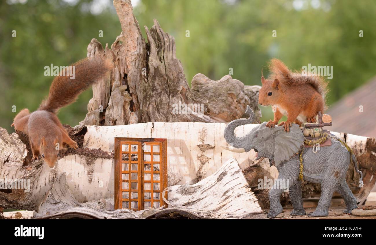 Squirrels pair hi-res stock photography and images - Alamy