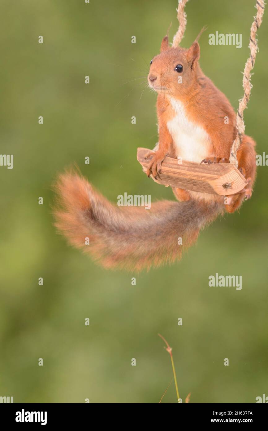red squirrel on a swing Stock Photo - Alamy