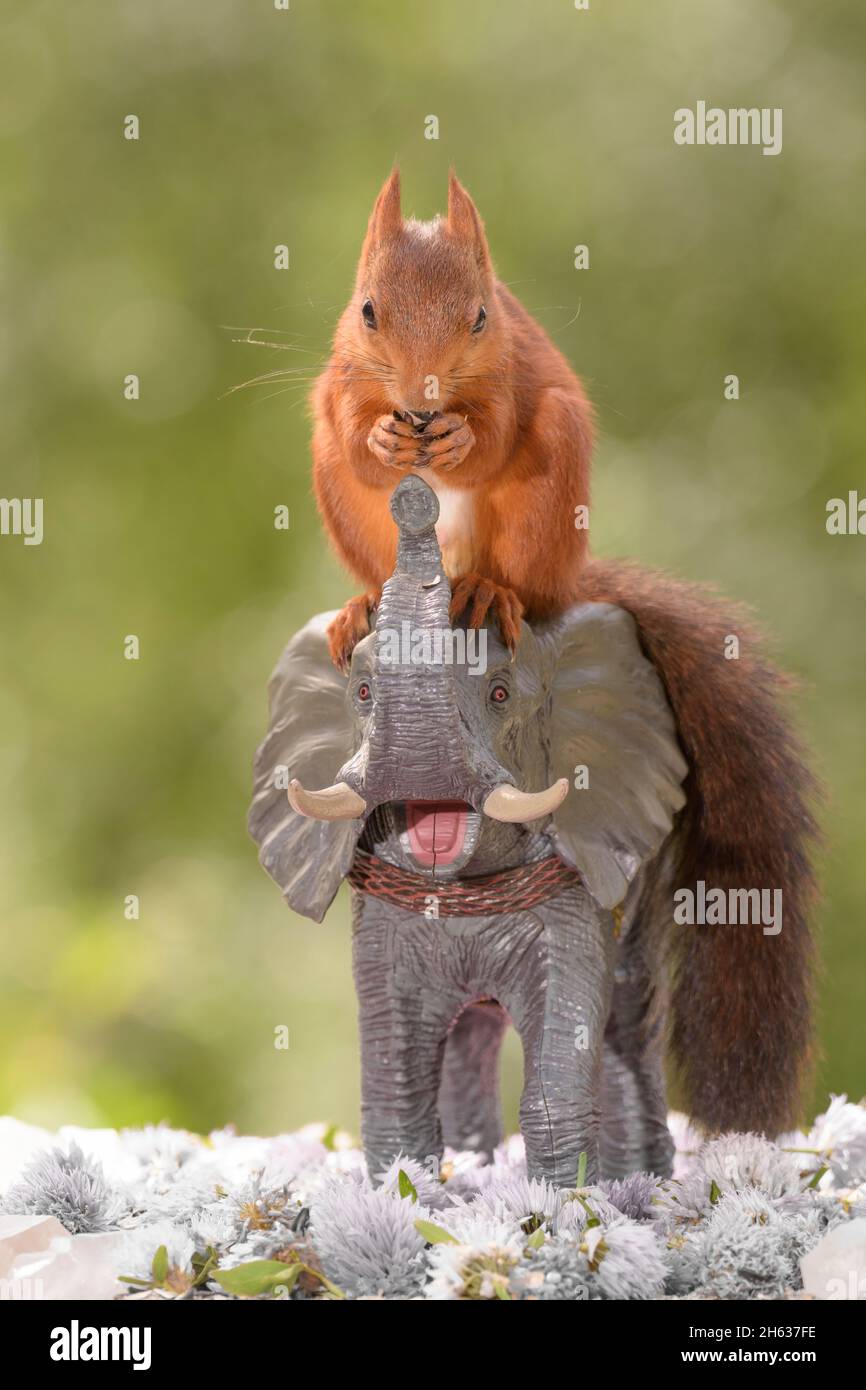 Elephant doll hi-res stock photography and images - Alamy