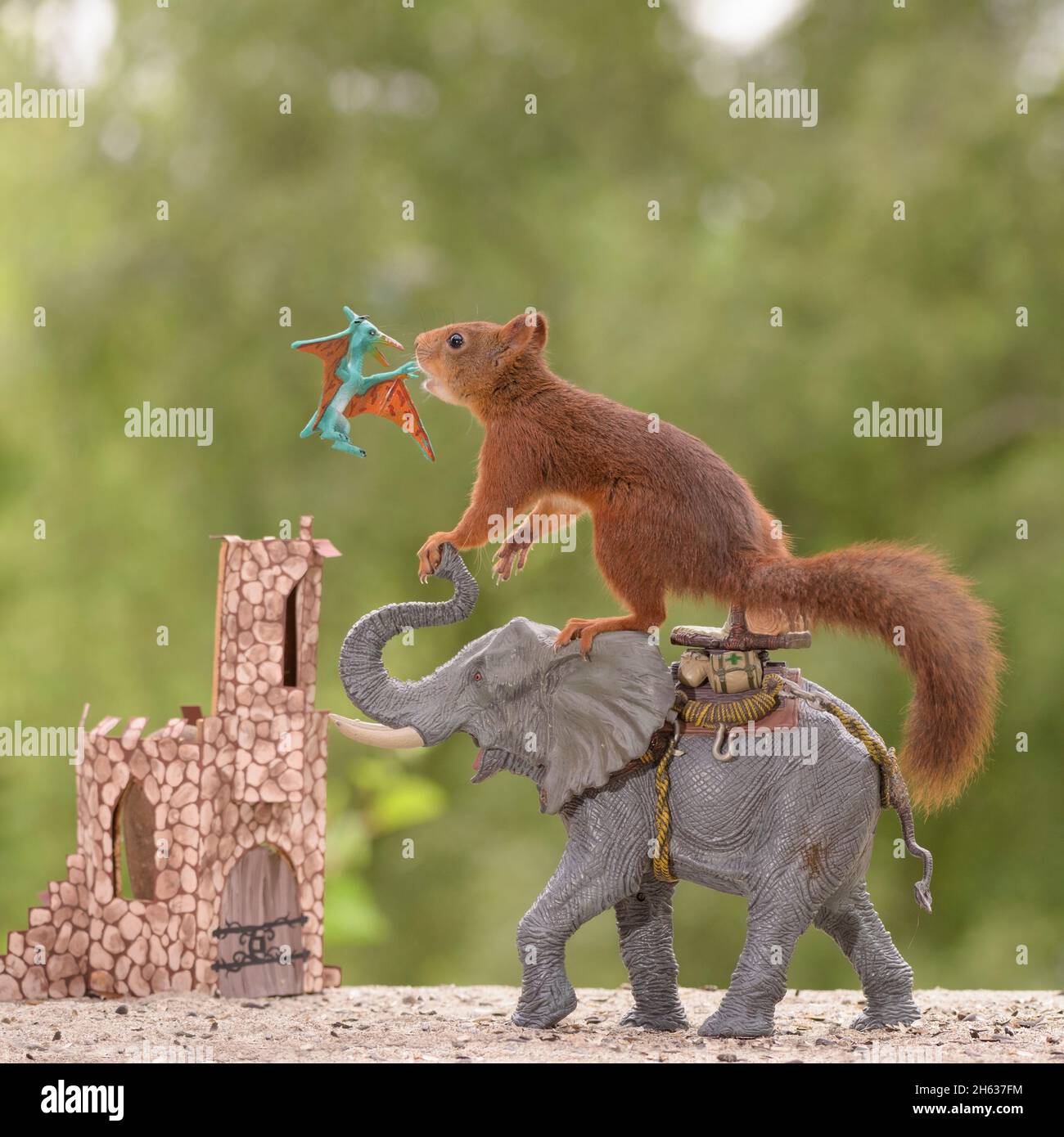 Dragon with a hi-res stock photography and images - Alamy