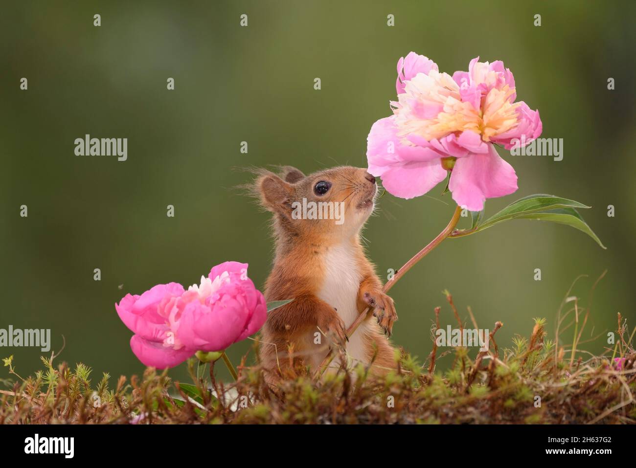 Smelling flowering hi-res stock photography and images - Alamy