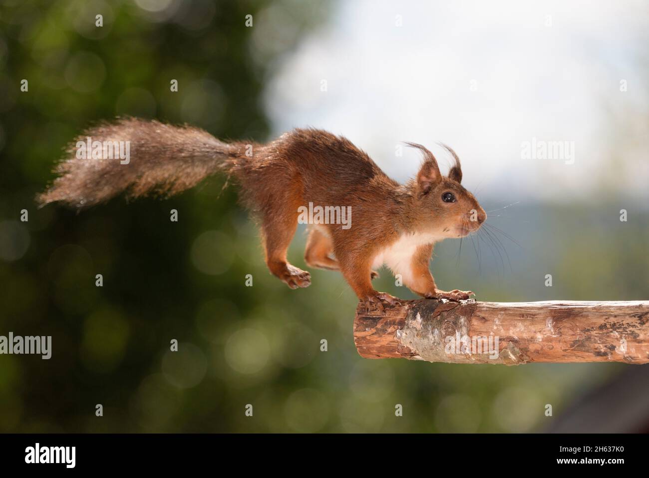 Red squirrel jumping towards a branch hi-res stock photography and ...