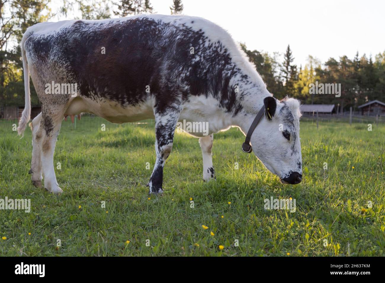 Swedish cow hi-res stock photography and images - Alamy