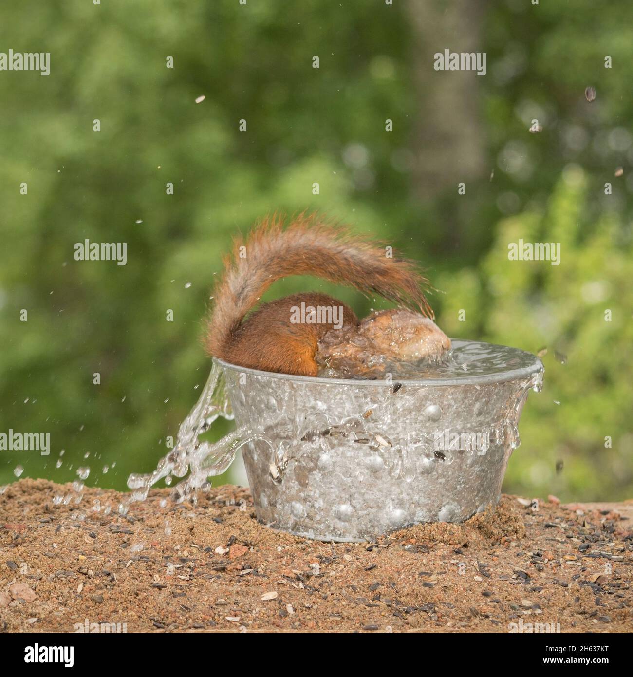 Taking his bath hi-res stock photography and images - Alamy