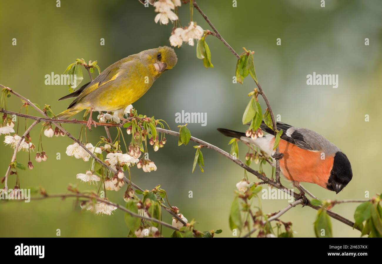 Cherry finch hi-res stock photography and images - Alamy