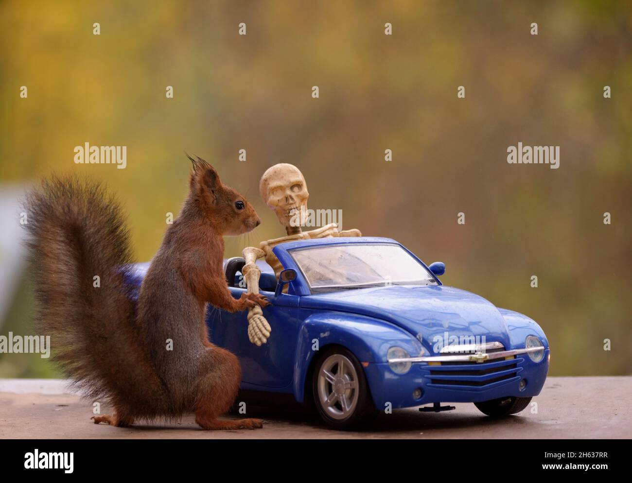 Red squirrel skeleton hi-res stock photography and images - Alamy